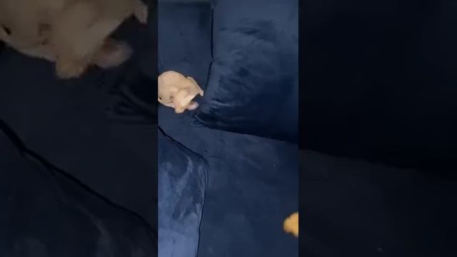 Знакомство с Котом)))