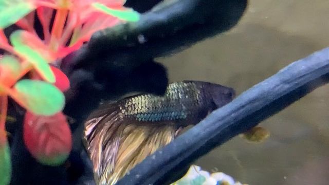 Бойцовая рыбка петушок отдыхает