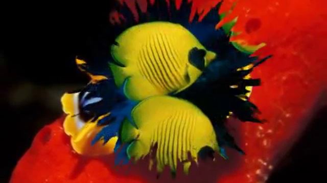 Подводный мир.