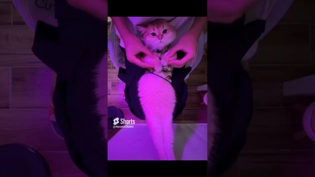 Котёнок 2023, танцы, часть № 7❤️?