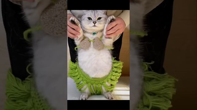 Котёнок 2023, танцы, серия № 39❤️?