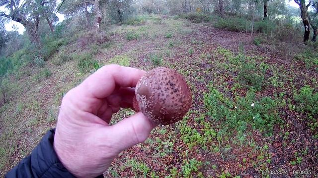 Последние грибы зимнего сезона.