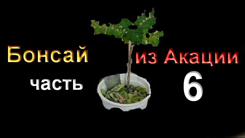 6.Бонсай с самого начала из желтой акации часть 6 пересадка, обрезка.