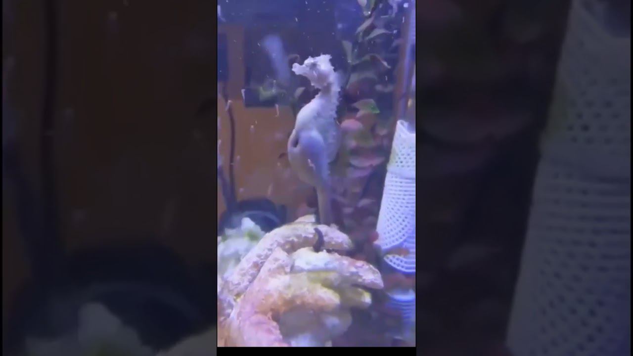 Роды морского конька.