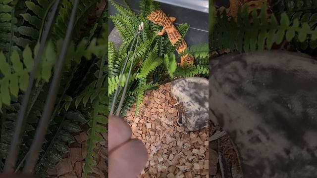 Раечка не хочет кушать сверчка