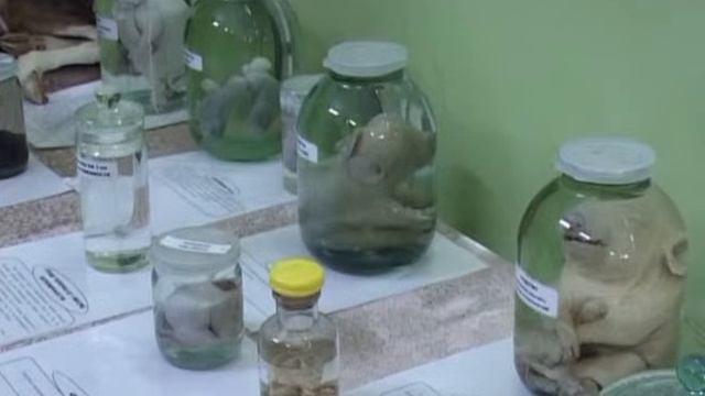 Преподаватель, ветеринар Константин Холодков представил необычные экспонаты. Апрель 2011 год.