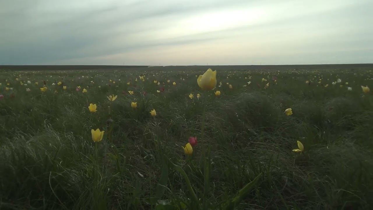 Куриловская тюльпанная степь' 2022