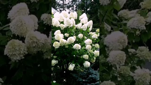 Доброго утра