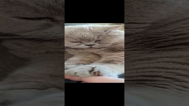 Острые коготочки ?️