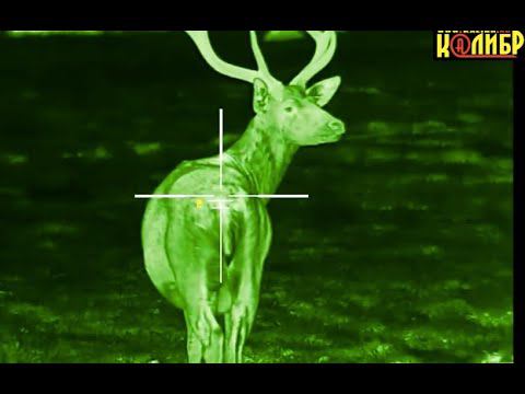 Прогулка с Перуном