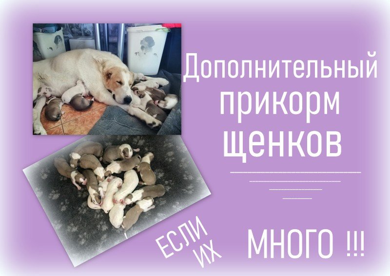 Прикорм для щенков