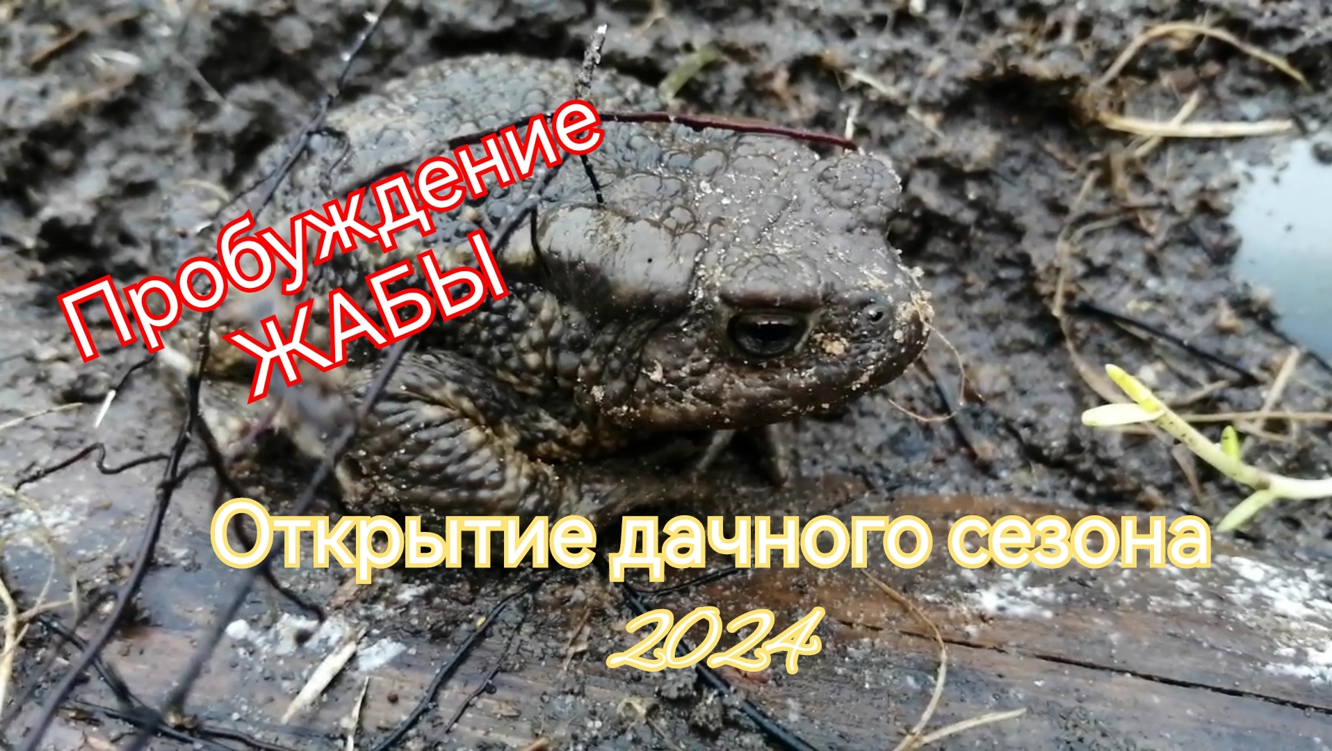 Первый дачный день / 28 апреля Вербное Воскресение