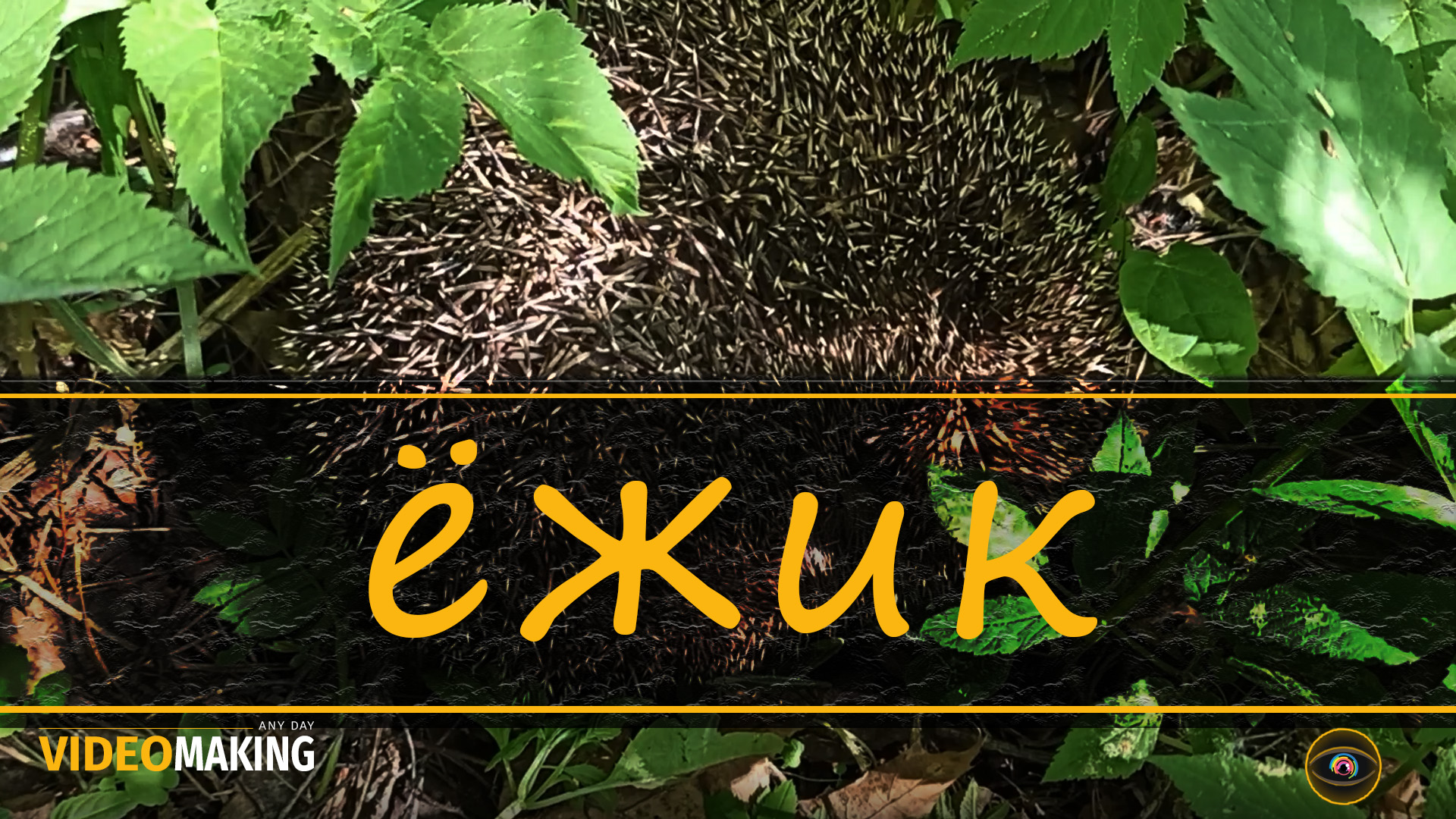 Ёжик. Весёлые истории