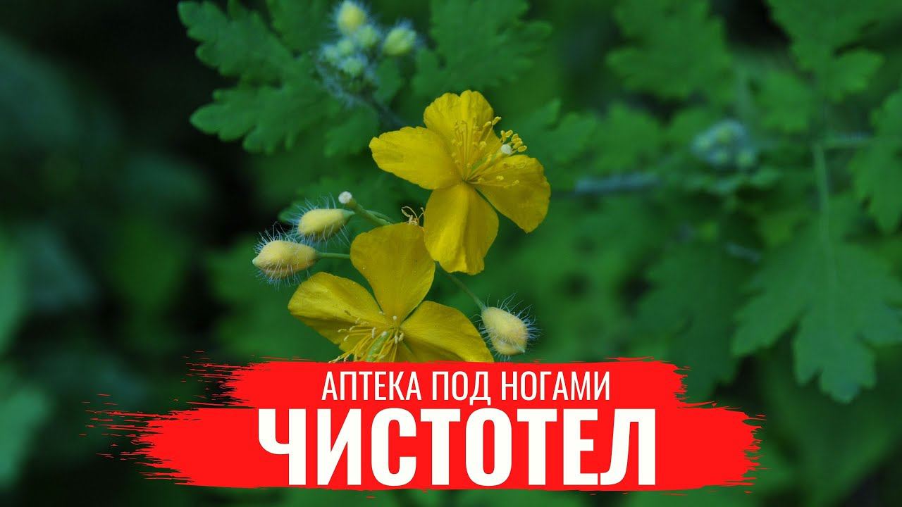 ЧИСТОТЕЛ \  Полезные свойства \ Правила сбора \ Как заготовить?  \Аптека под ногами