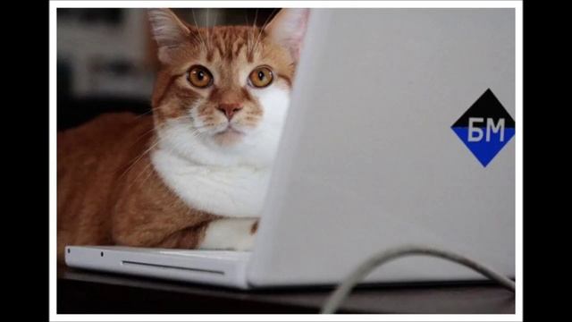 О Бизнес-Молодости