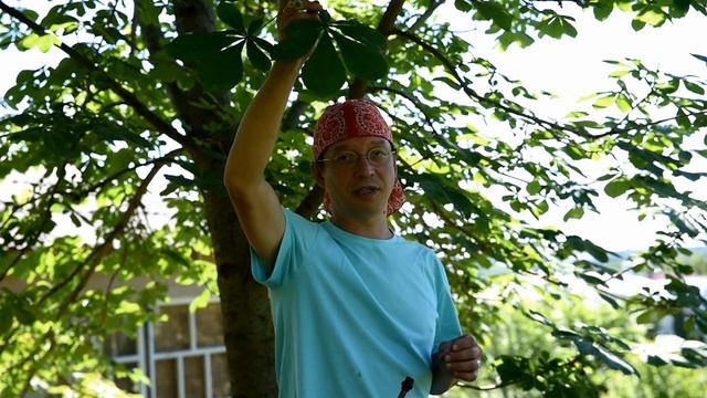 Как спасти каштан от повреждения минирующей молью