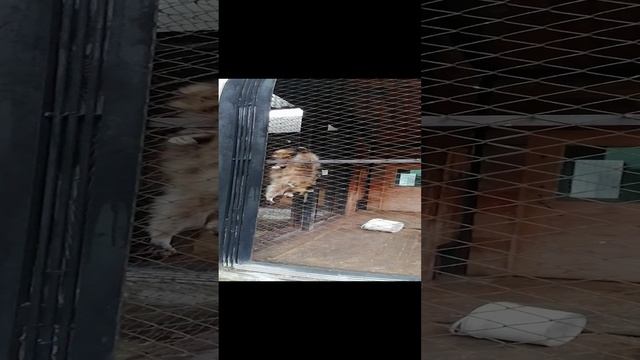 Что за зверь? ?