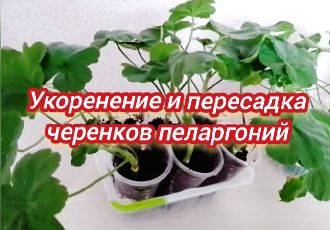 Укоренение и пересадка черенков пеларгоний