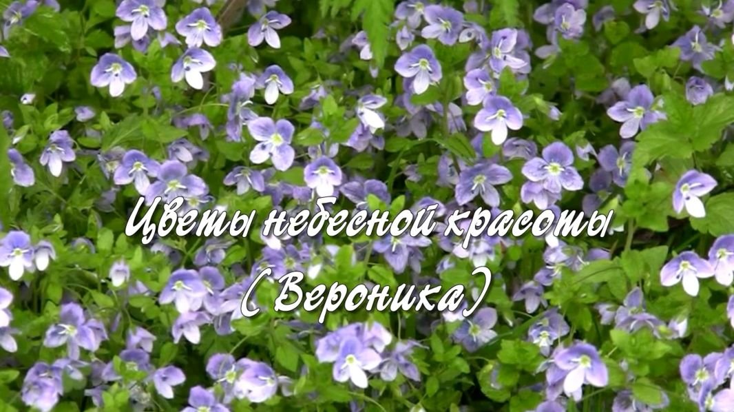 Цветы небесной красоты. Вероника. Дачные картинки 2022.mp4