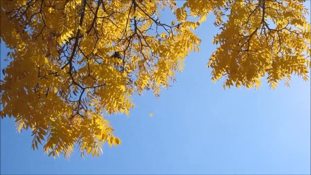 Relaxing music sleep ~ ambient sleep music ~ calming music