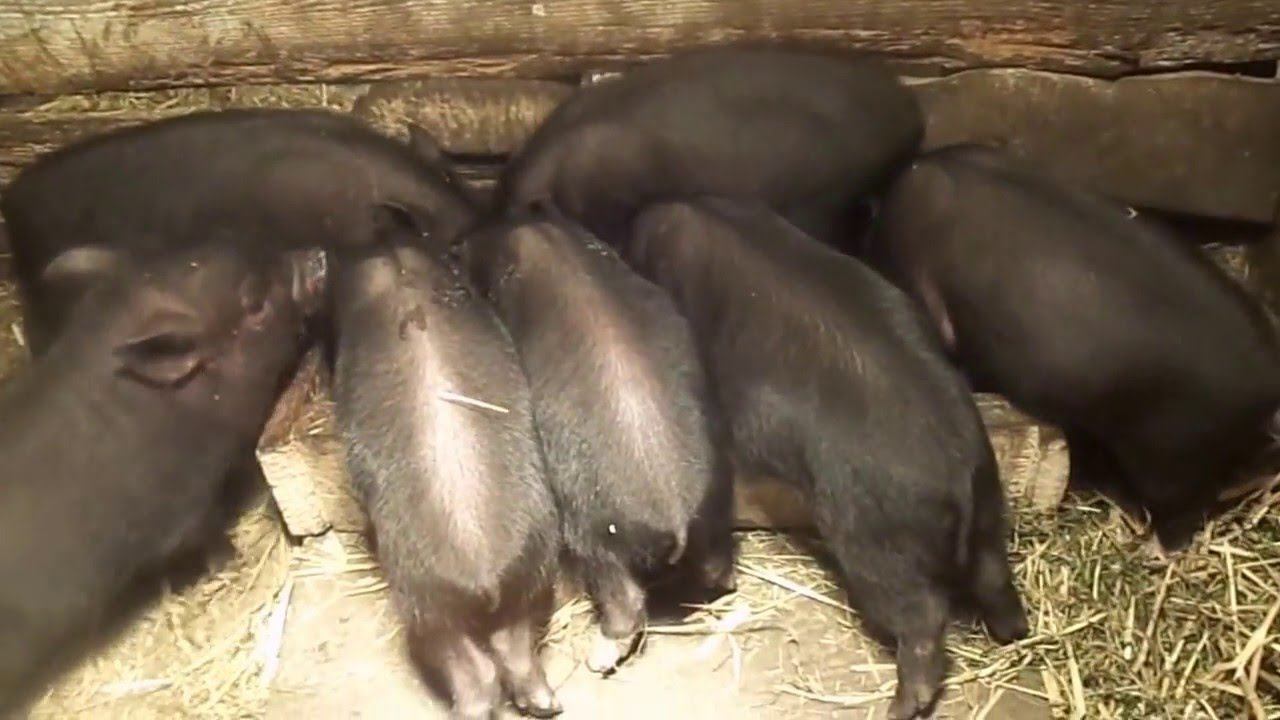 Добавляем Концентраты  Поросятам - Сосункам Вьетнамской Породы.