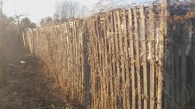 у ленты