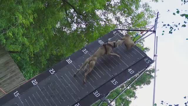 Пит-стафф многоборье Jump'n'Gym 21.07.2024 г. Москва