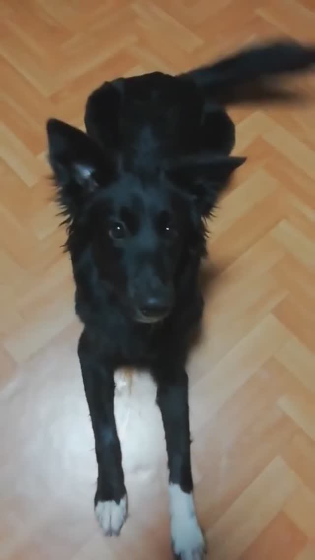 Команда голос☺️