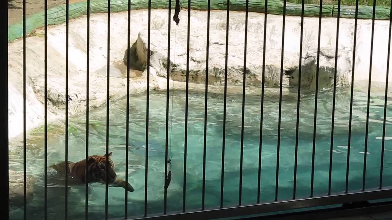 Шоу с тиграми в зоопарке Кхао Кхео.