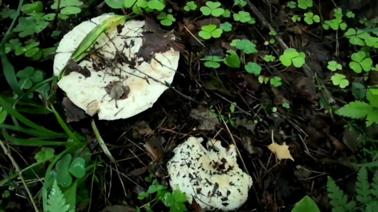 Белые грузди. Каждый год растут на одном месте