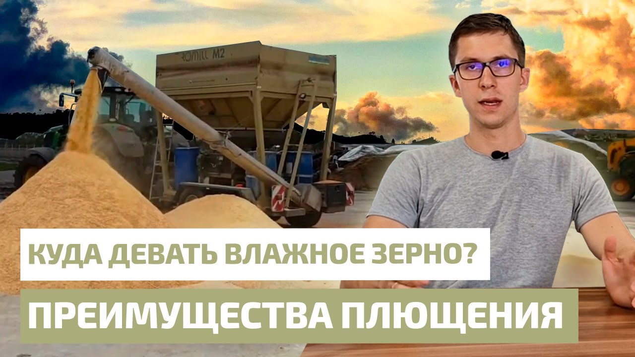 Куда девать влажное зерно? Преимущества плющения кукурузы и других культур