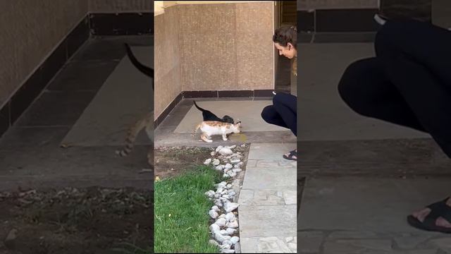 Подкармливаем котят в Египте