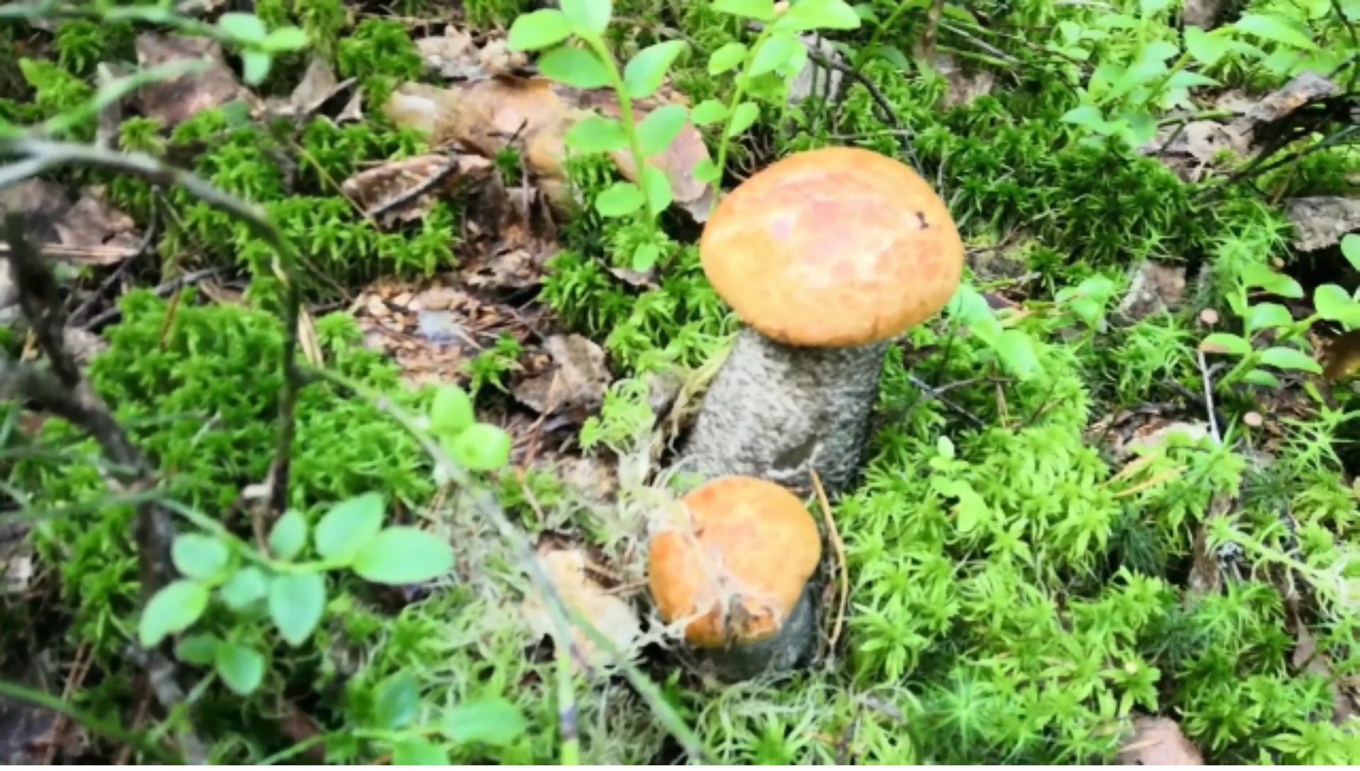 Молодые подосиновики. На днях в лесу появился новый слой подберезовиков и подосиновиков