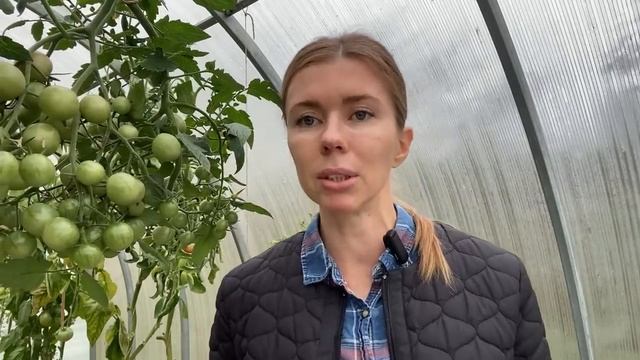 _ОБЕЗЗАРАЖИВАНИЕ_ почвы после уборки урожая. Чем я обрабатываю ТЕПЛИЦЫ осенью