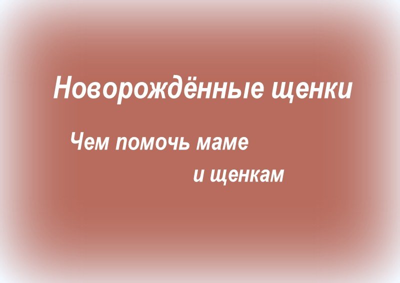 Новорождённые щенки. Чем помочь маме и щенкам.