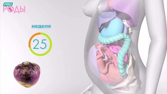 Беременность по неделям