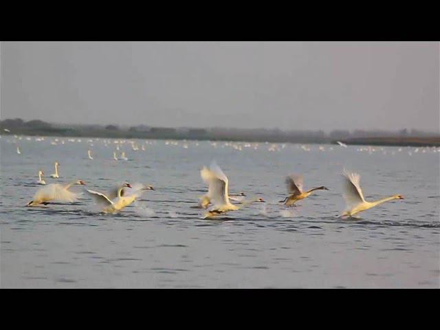 #Белые #лебеди.