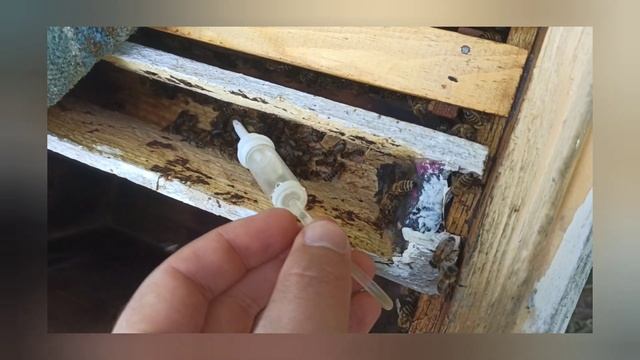 Кормушка для пчёл.Как сделать кормушку в домашних условиях