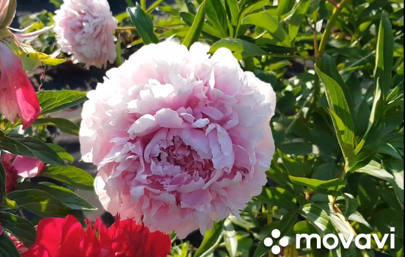 Пион Сара Бернар.