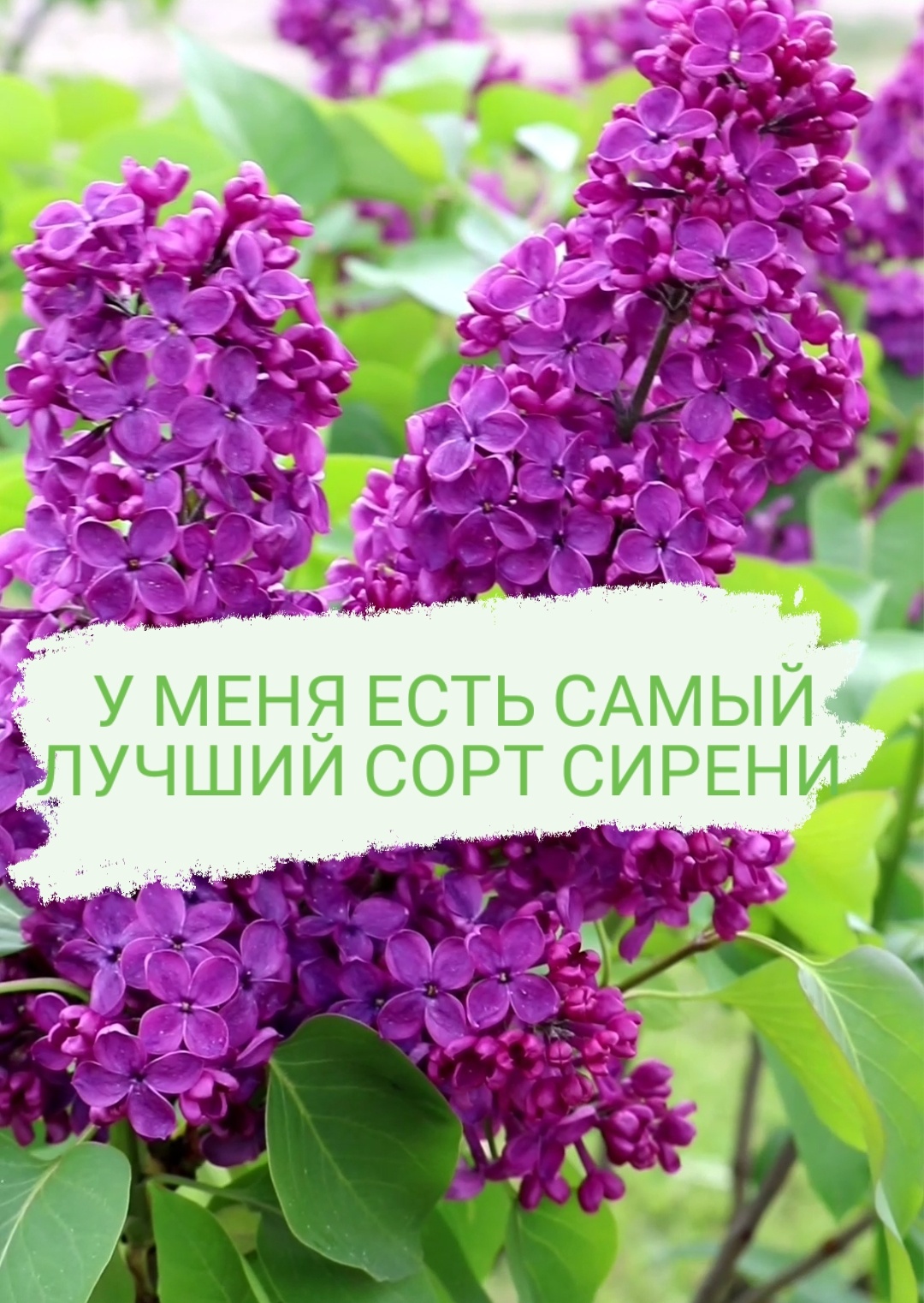 У МЕНЯ ЕСТЬ САМЫЙ ЛУЧШИЙ СОРТ СИРЕНИ ❤