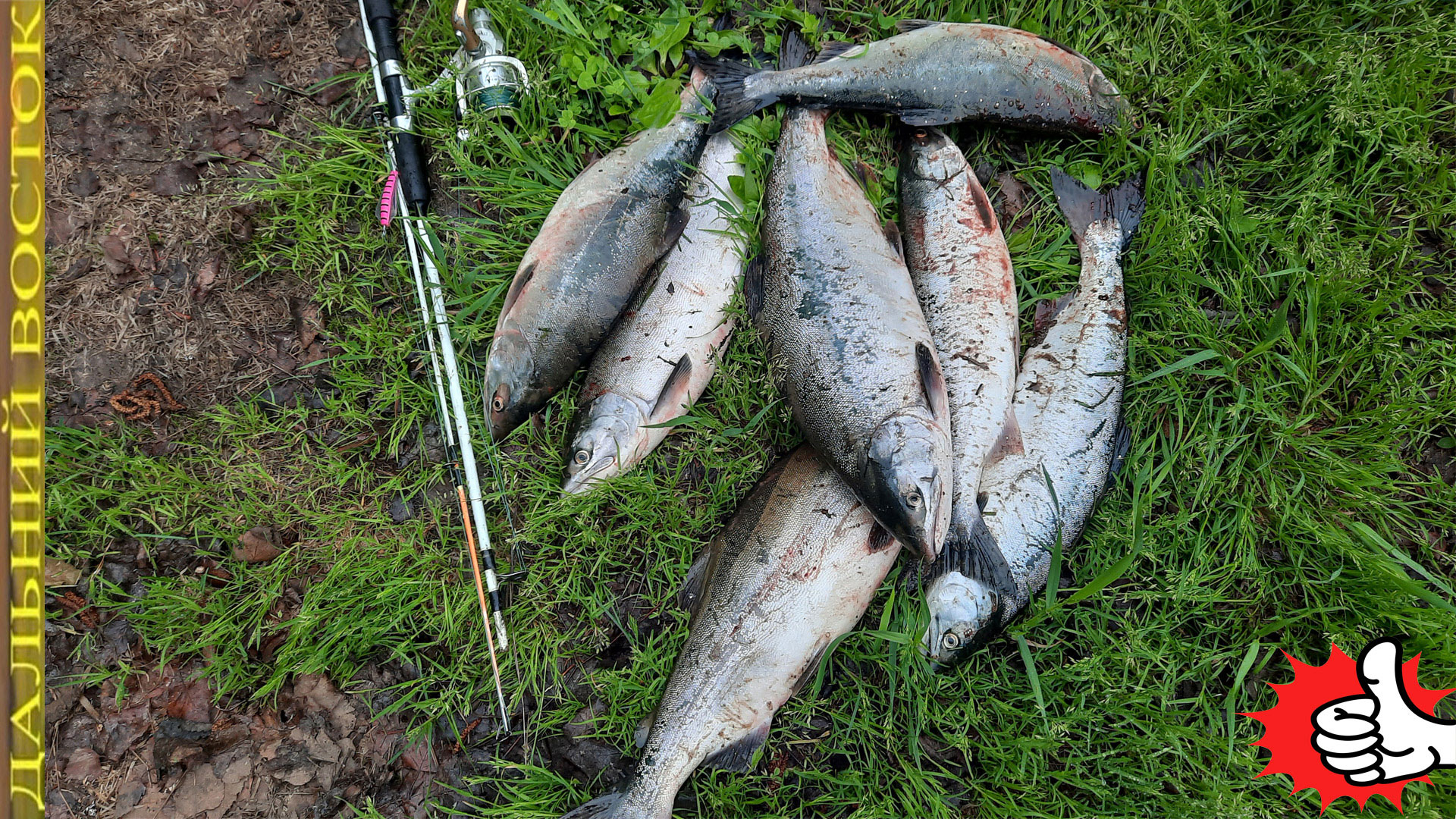 Рыбалка спиннингом на горбушу. Тасманский дьявол..avi