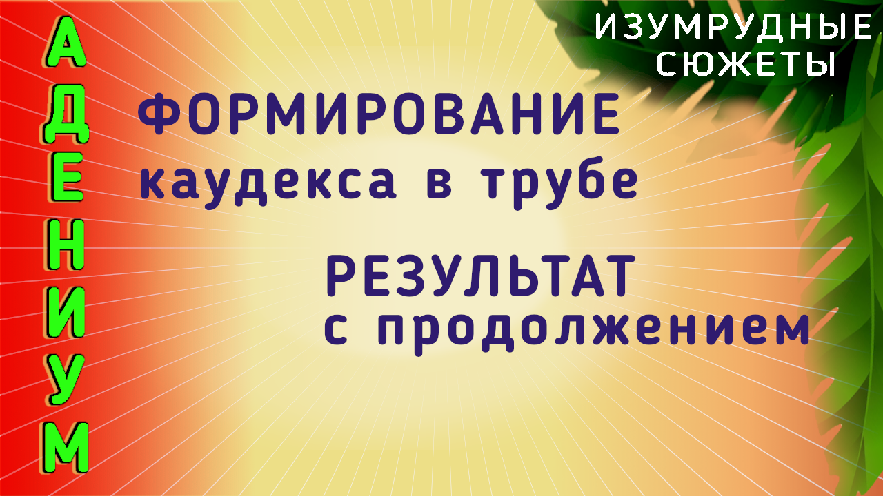Адениум. ФОРМИРОВАНИЕ КАУДЕКСА АДЕНИУМА В Трубе Результат.