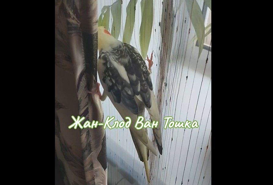 Жан-Клод Ван Тошка представляет... себя!