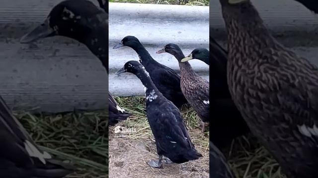 жизнь уток 28 #ducklife 28 #villagelife #duck #village #деревня #утки