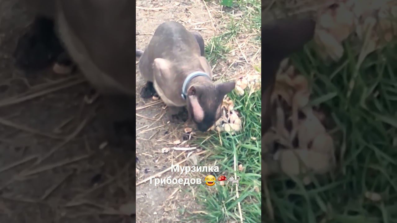 Мурзилка Грибоедов!