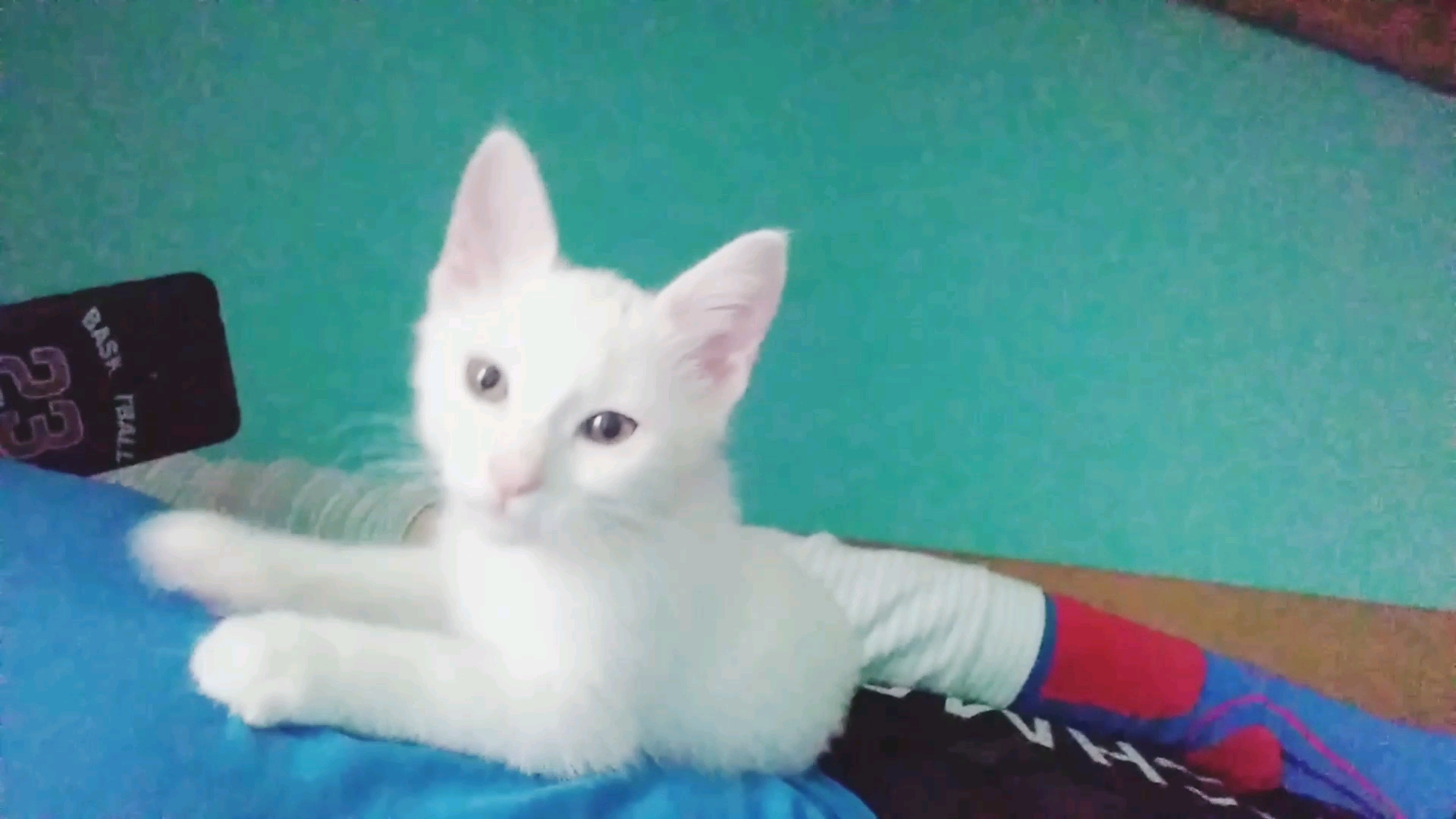 Кошка пришла поиграться с детьми