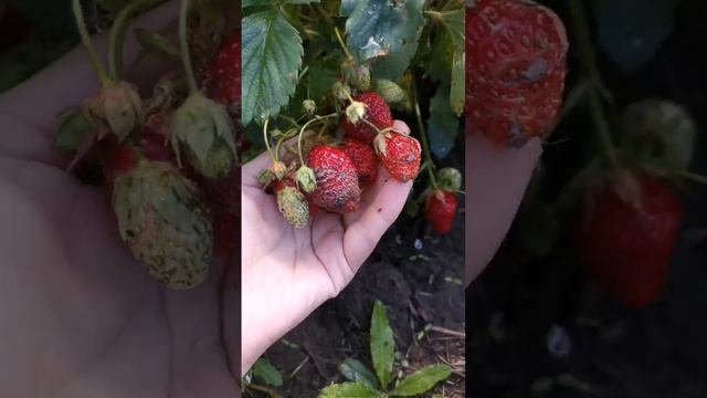 Зачем под клубникой мульча. Всё понятно без лишних пояснений