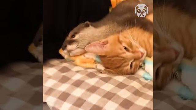 Кот и выдра