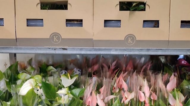 Цветы Вместе - Цветы из Голландии. Приемка 04.09.21 Антуриум Exota, Cavalli, Hotlips, Karma Black