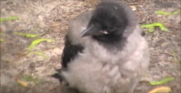 Слеток серой вороны 31.05.2021